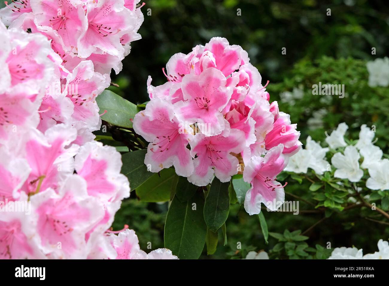Rhododendron flowers rhododendrons flower hi-res stock photography and ...
