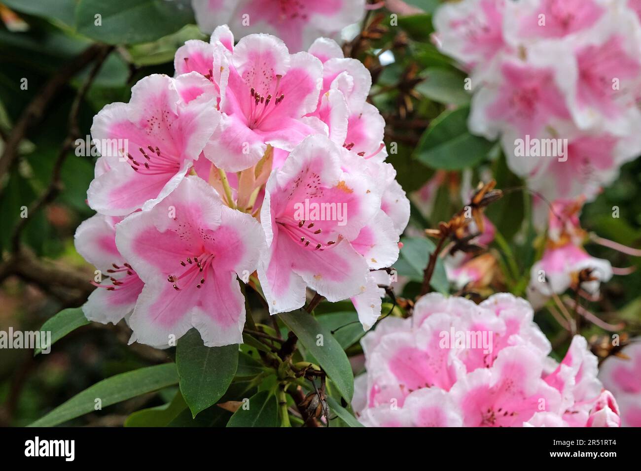 Janet ward hi-res stock photography and images - Alamy