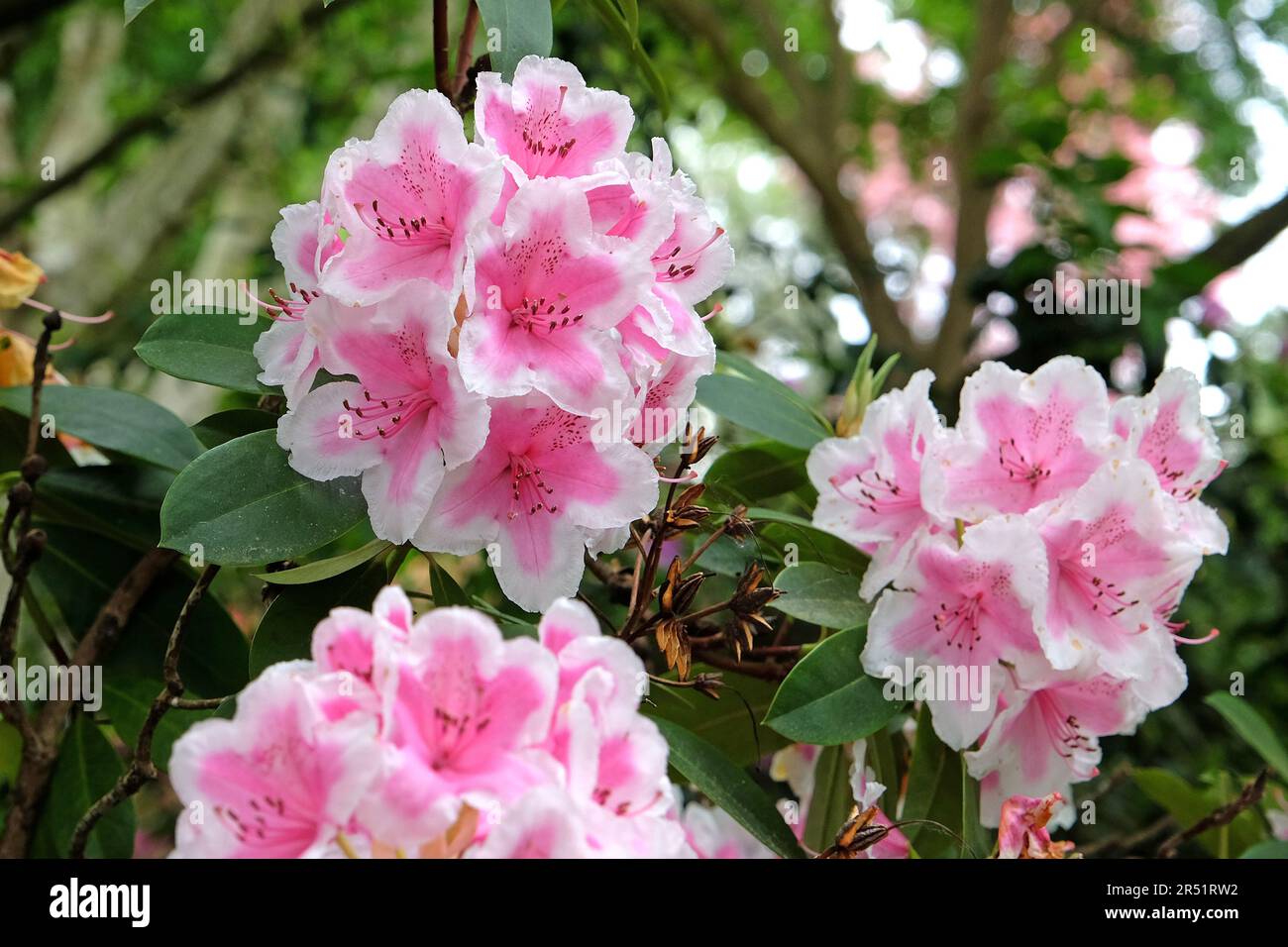 Janet ward hi-res stock photography and images - Alamy