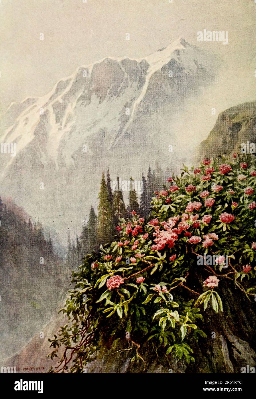 Wild Rhododendrons painted by Major Edward Molyneux from the book ...