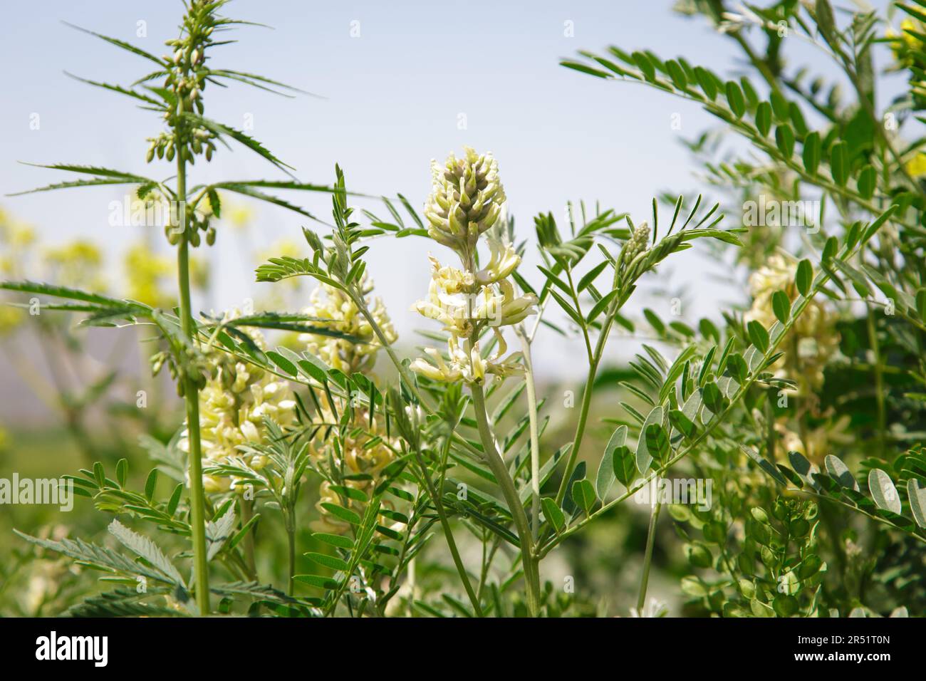 Astragalus close-up. Also called milk vetch, goat's-thorn or vine-like ...