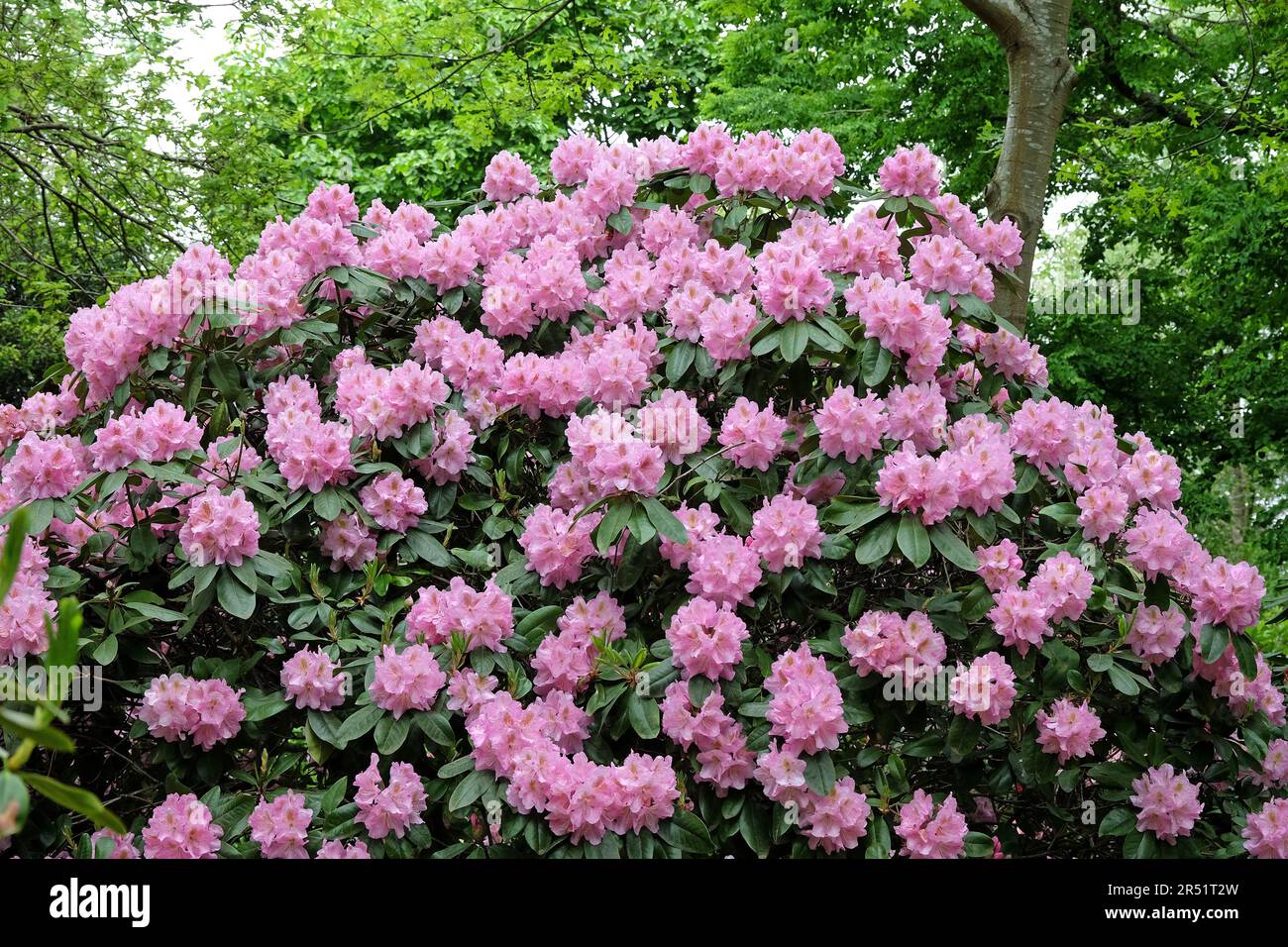 Pink rhododendron shrub hi-res stock photography and images - Alamy