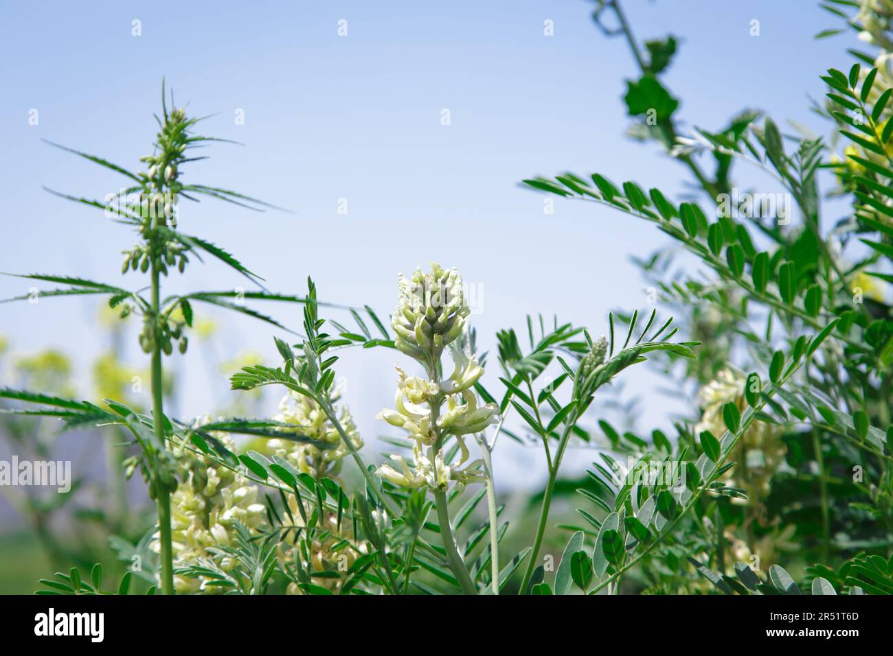 Astragalus close-up. Also called milk vetch, goat's-thorn or vine-like ...