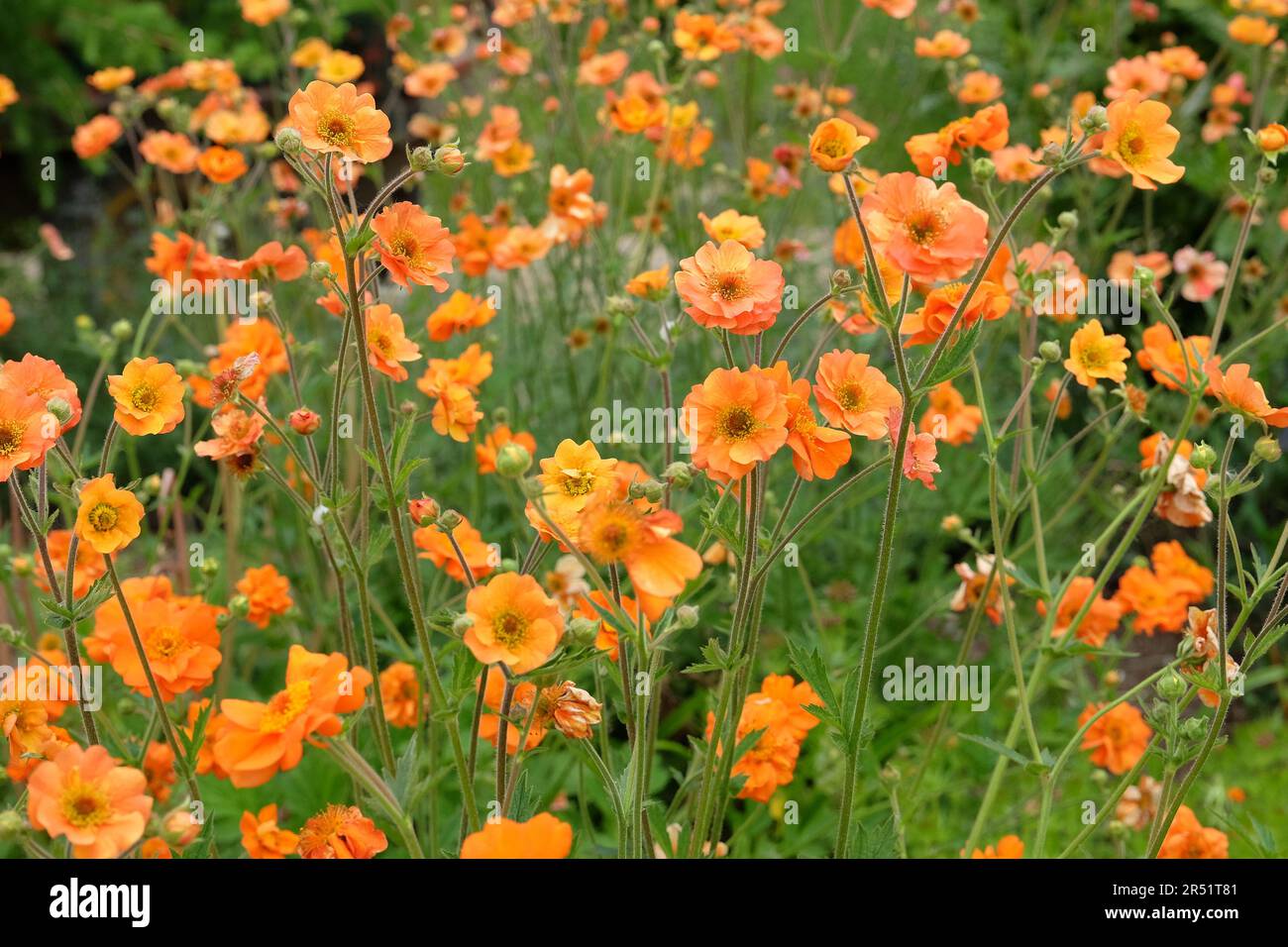 Orange geum hi-res stock photography and images - Alamy