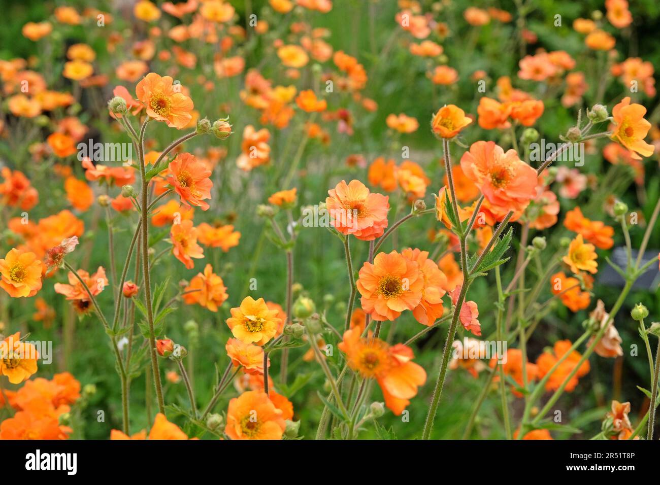 Orange Geum 'Prinses Juliana' in flower Stock Photo - Alamy