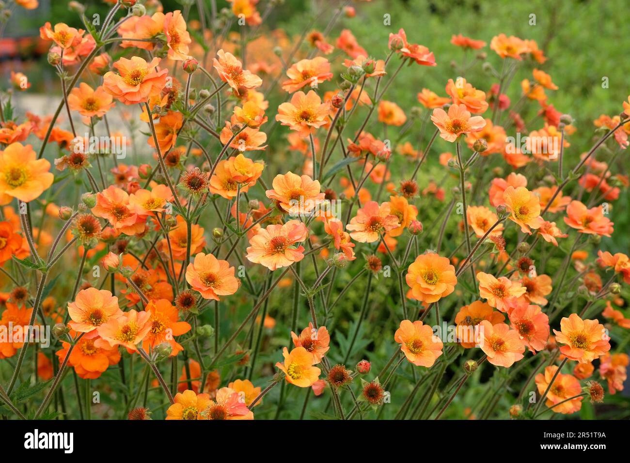 Orange Geum 'Prinses Juliana' in flower Stock Photo - Alamy