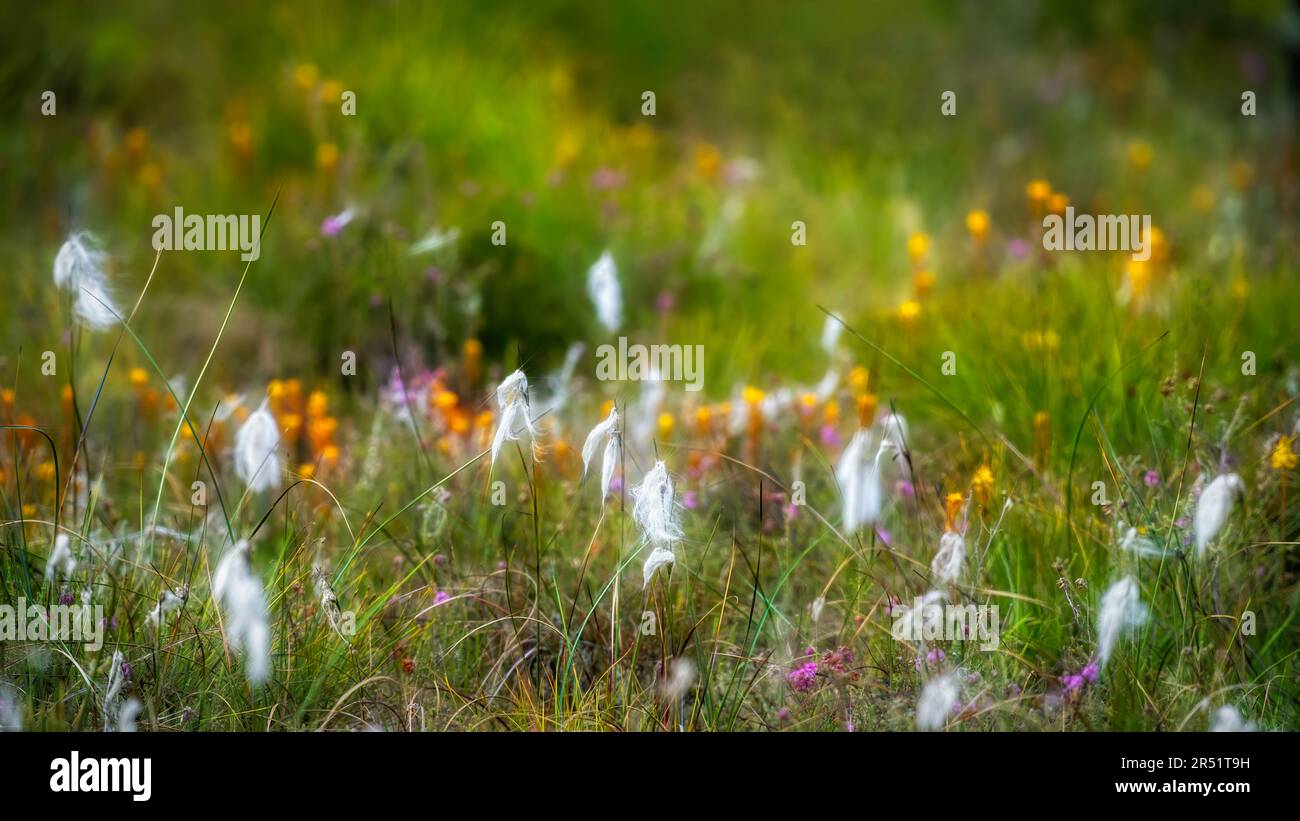 Scottish moorland hi-res stock photography and images - Alamy