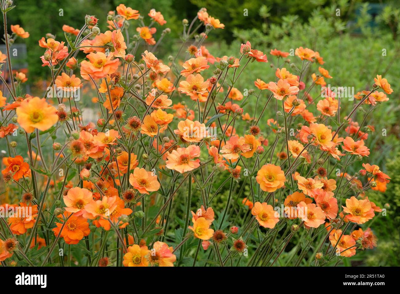 Orange Geum 'Prinses Juliana' in flower Stock Photo - Alamy