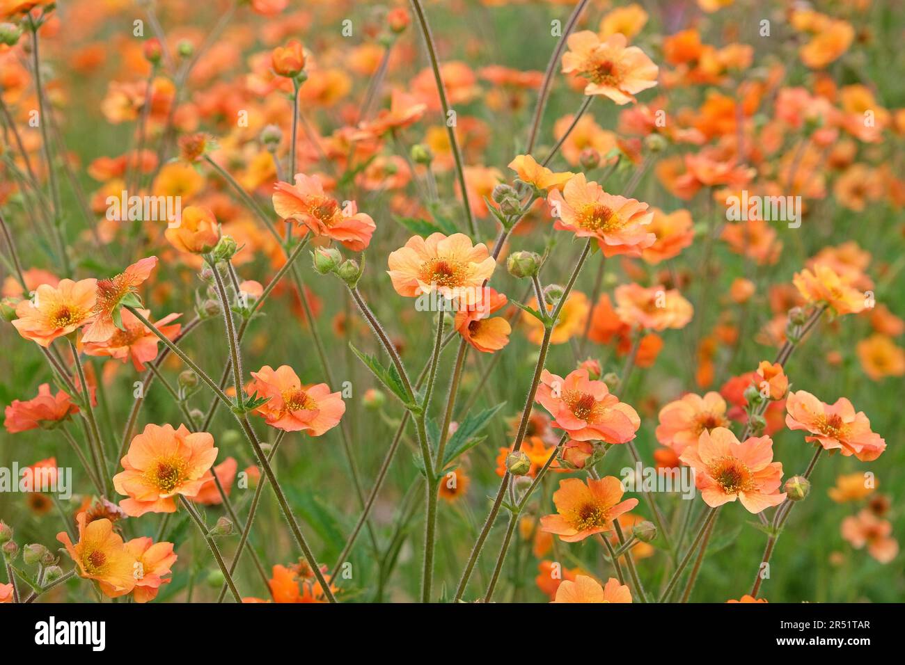 Orange geum hi-res stock photography and images - Alamy