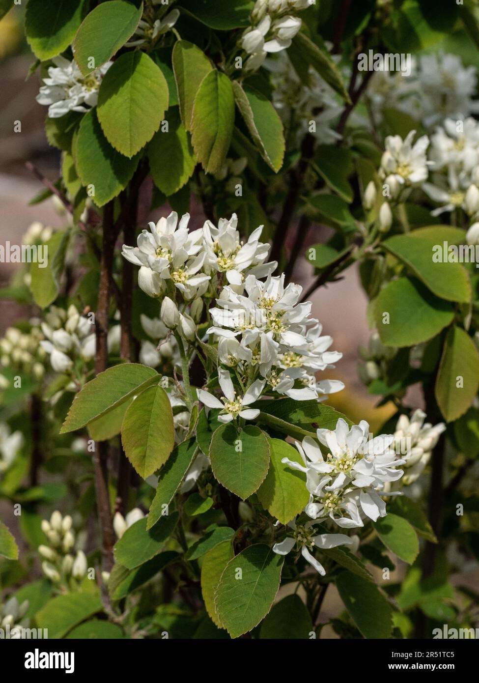 Upright amelanchier hi-res stock photography and images - Alamy