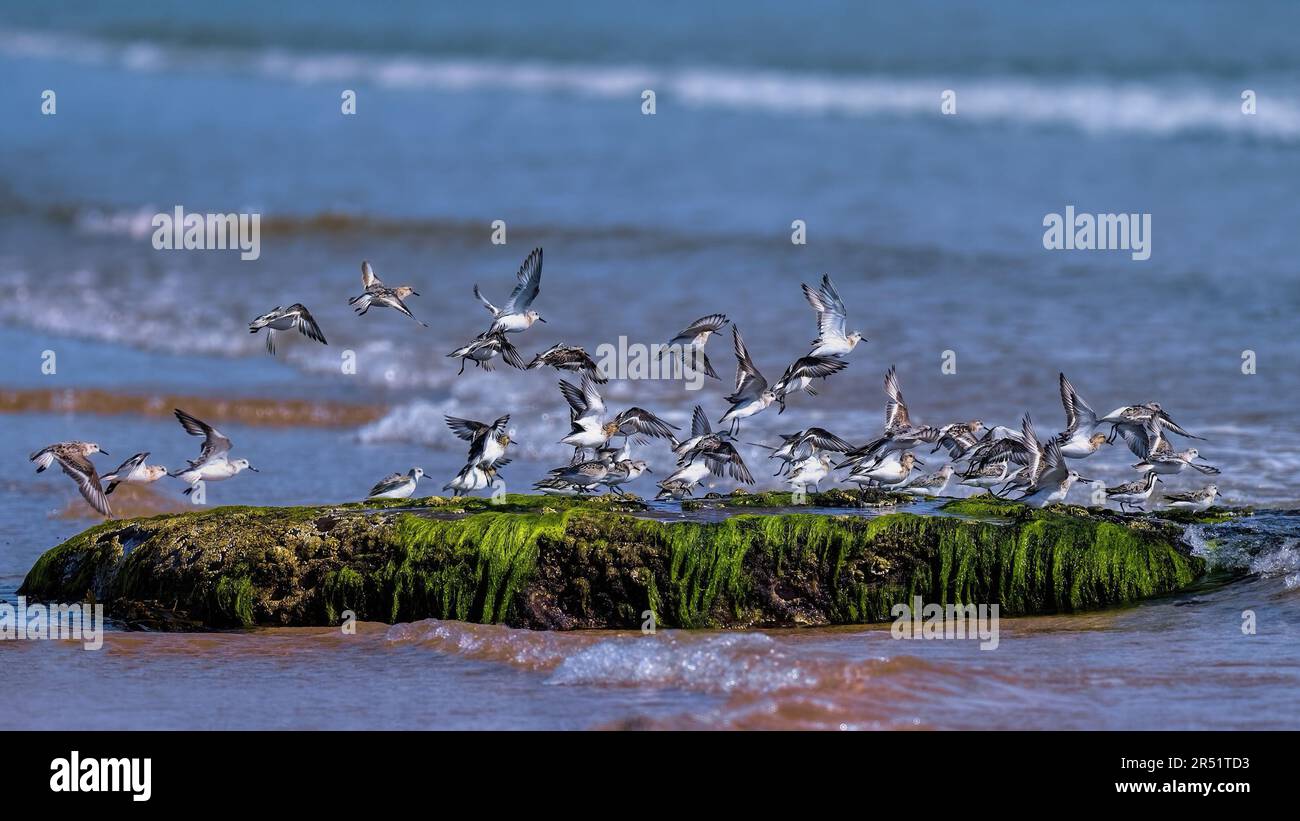 Samderlings in post breeding moult taking off from a rock on Brora ...