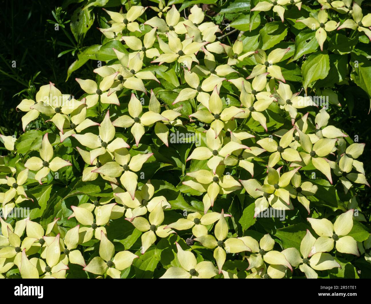 Kousa dogwood cornus kousa hi-res stock photography and images - Alamy