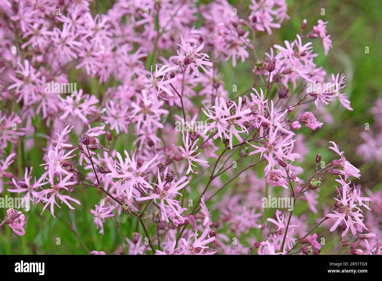 Pink Ragged Robin campions in flower Stock Photo - Alamy