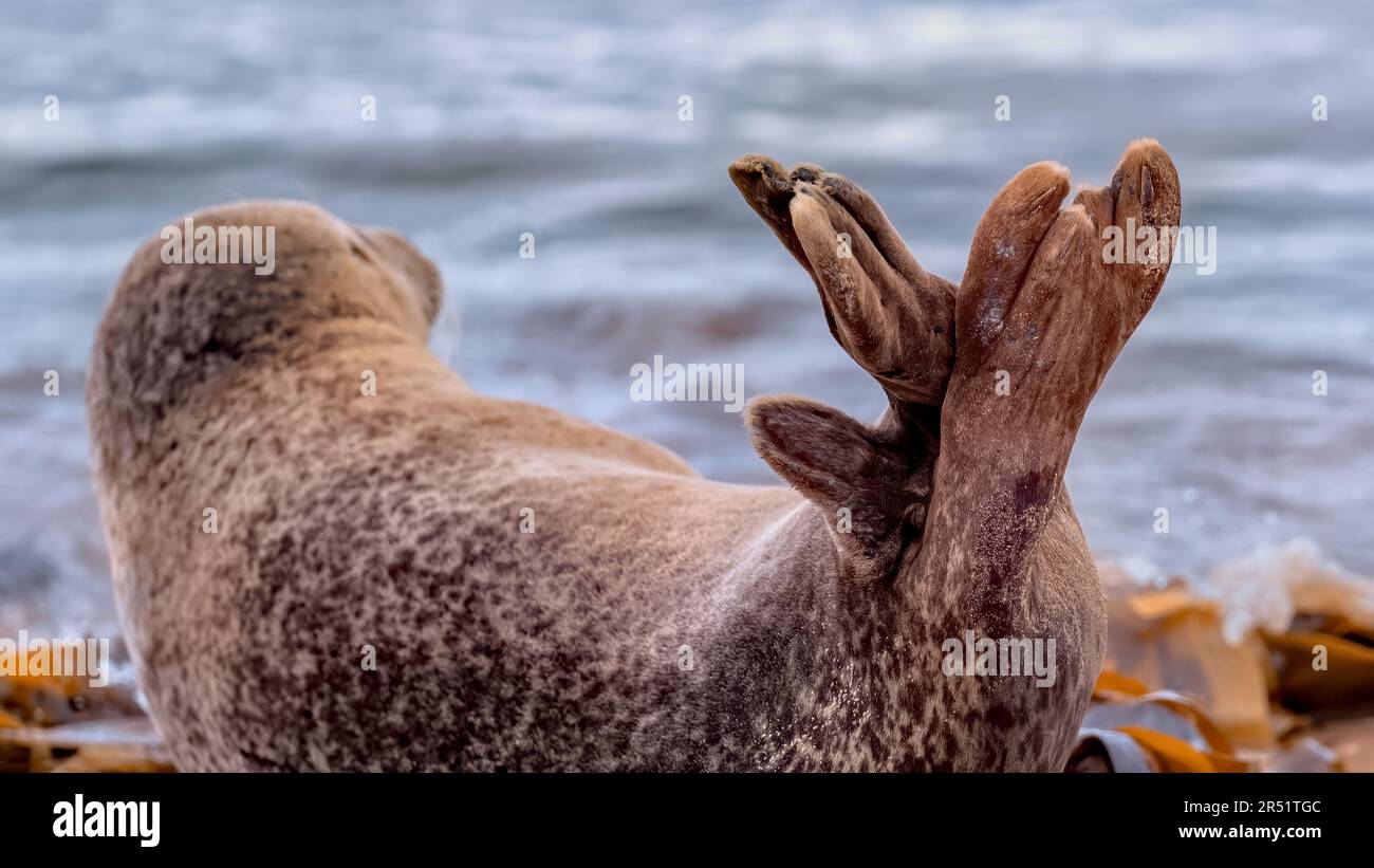Common seal (harbour seal) showing flippers Stock Photo - Alamy