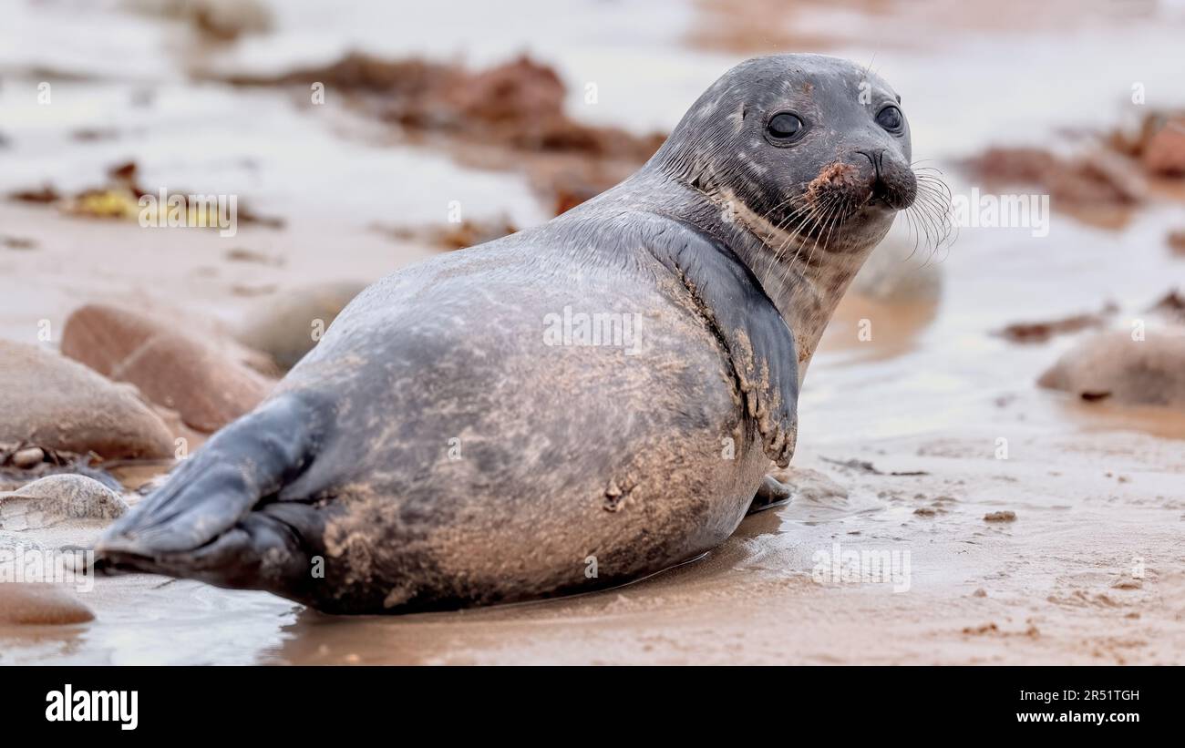 Common seal pup (harbour seal) lying no a sandy shore Stock Photo - Alamy