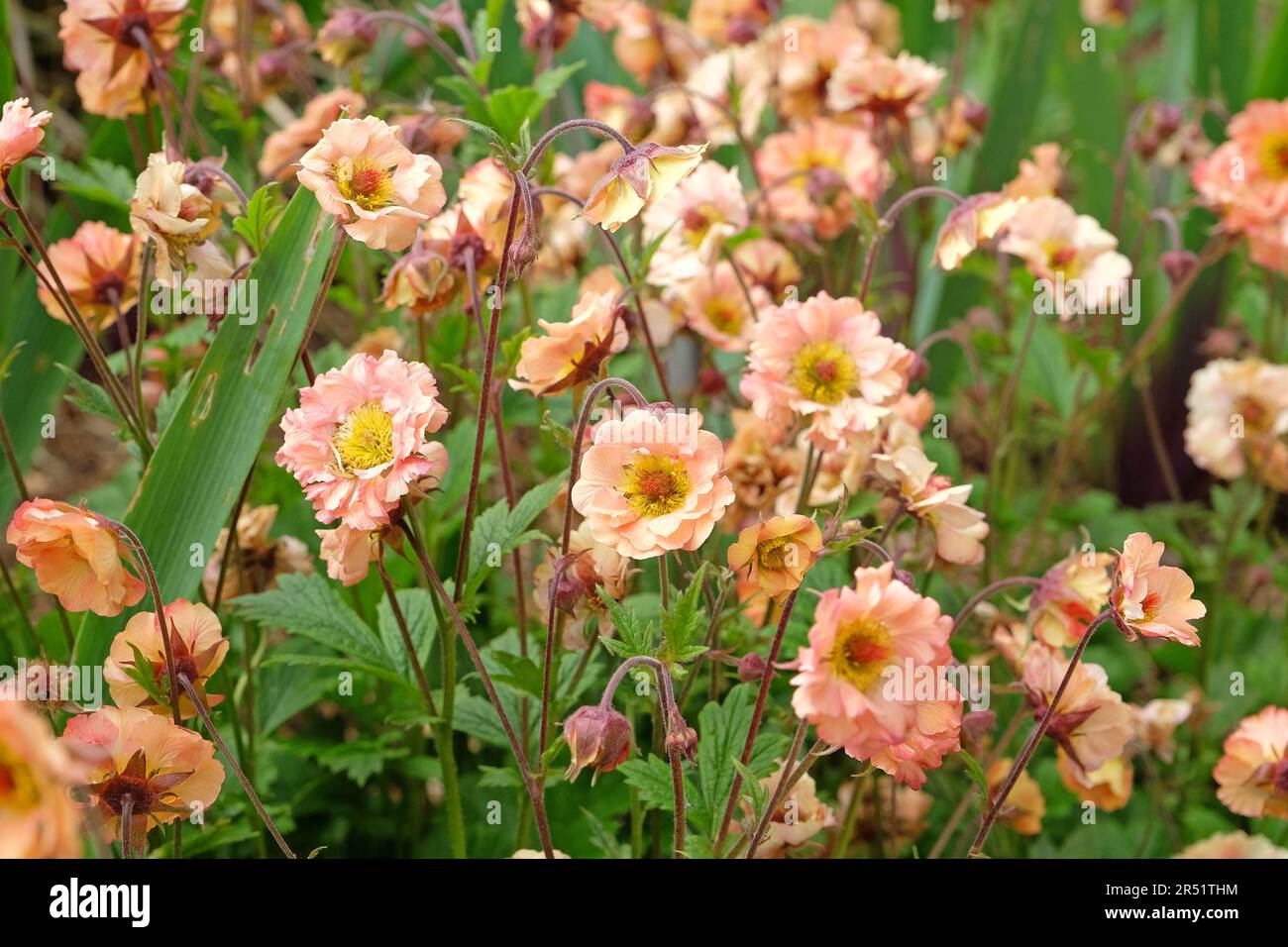 Cocktail Geum 'Mai Tai' in flower Stock Photo - Alamy