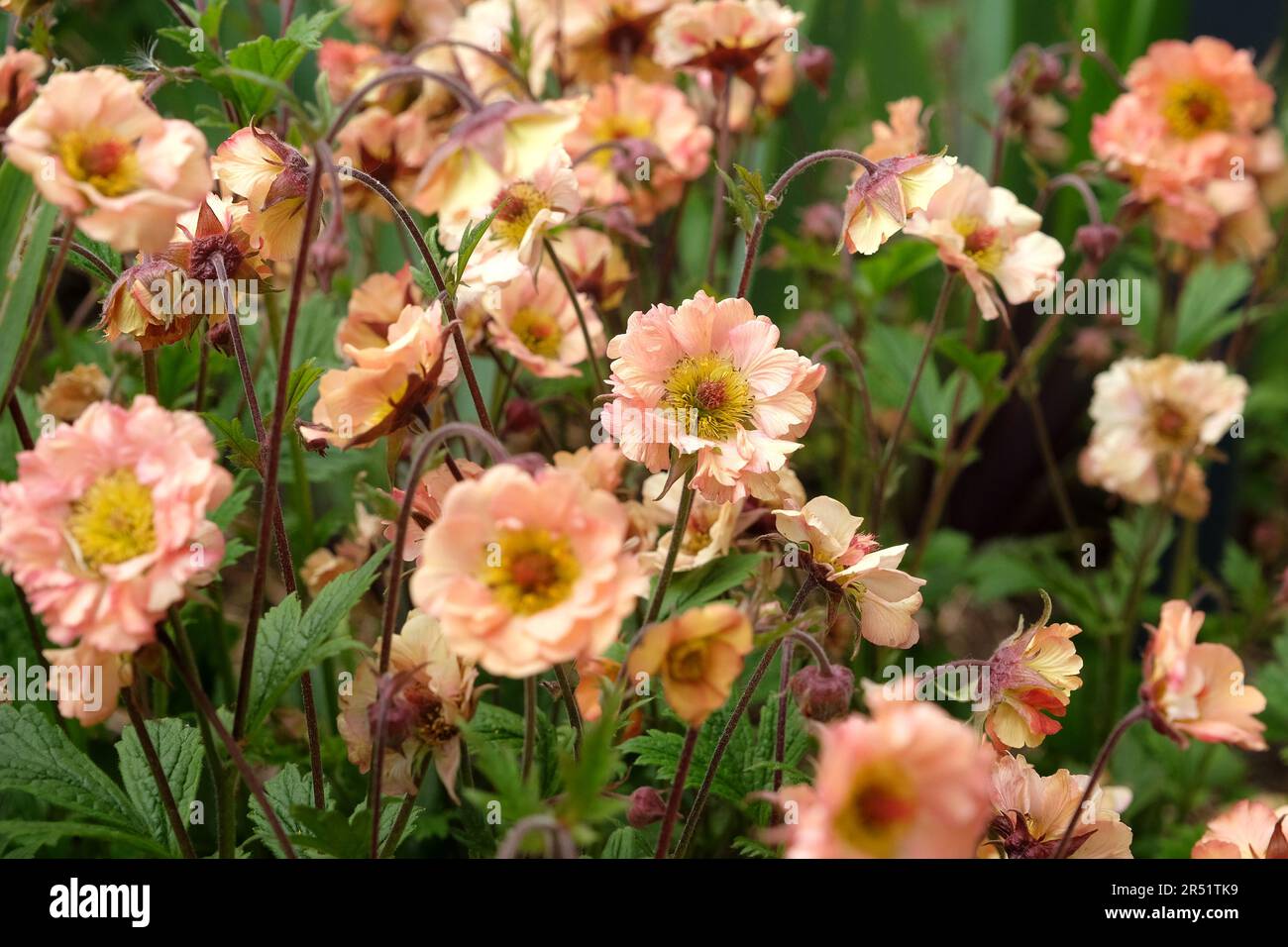 Geum mai tai hi-res stock photography and images - Alamy