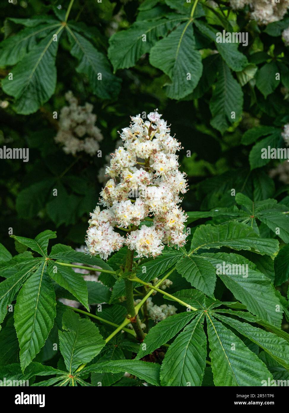 The white upright flower spikes of the horse chestnut Aesculus ...