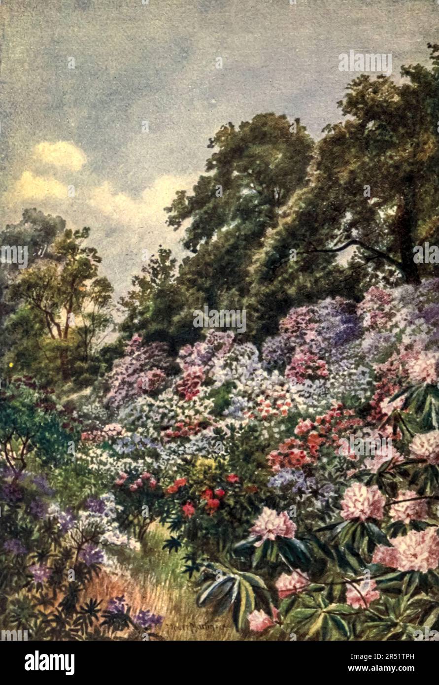The Rhododendron Dell Painted by T. Mower Martin (Thomas Mower Martin ...
