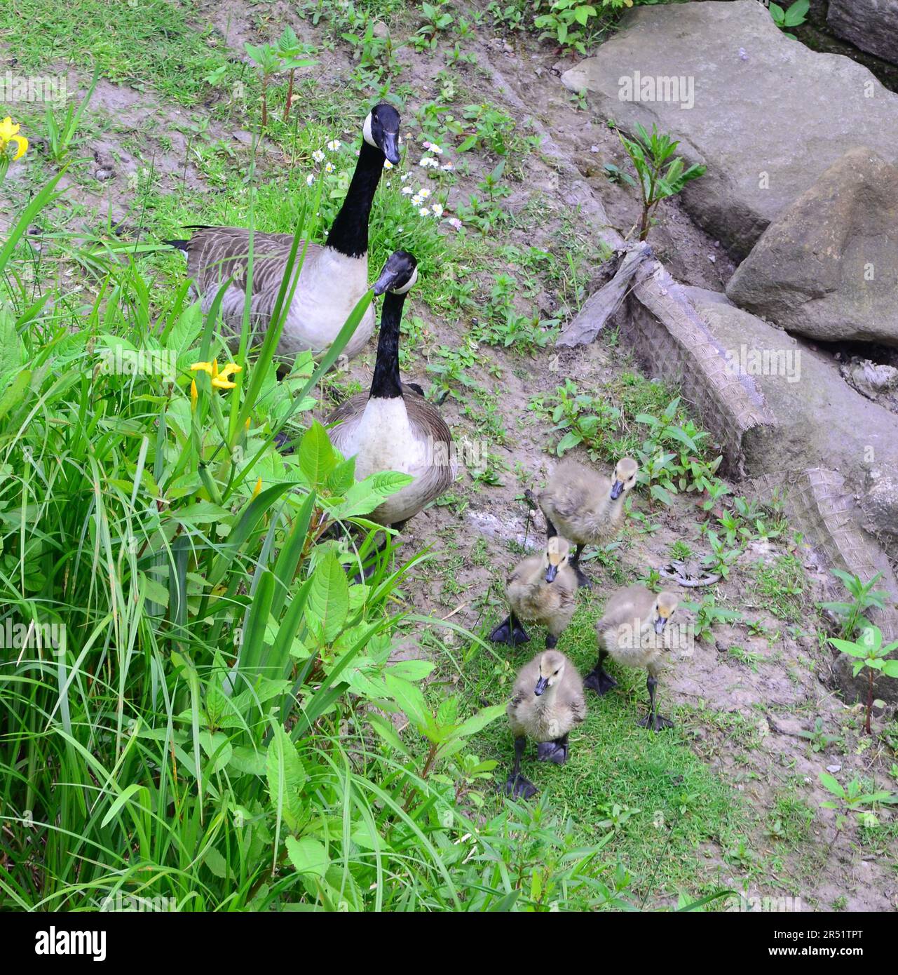 31st May, 2023. Canada goose (Branta canadensis) goslings with their ...