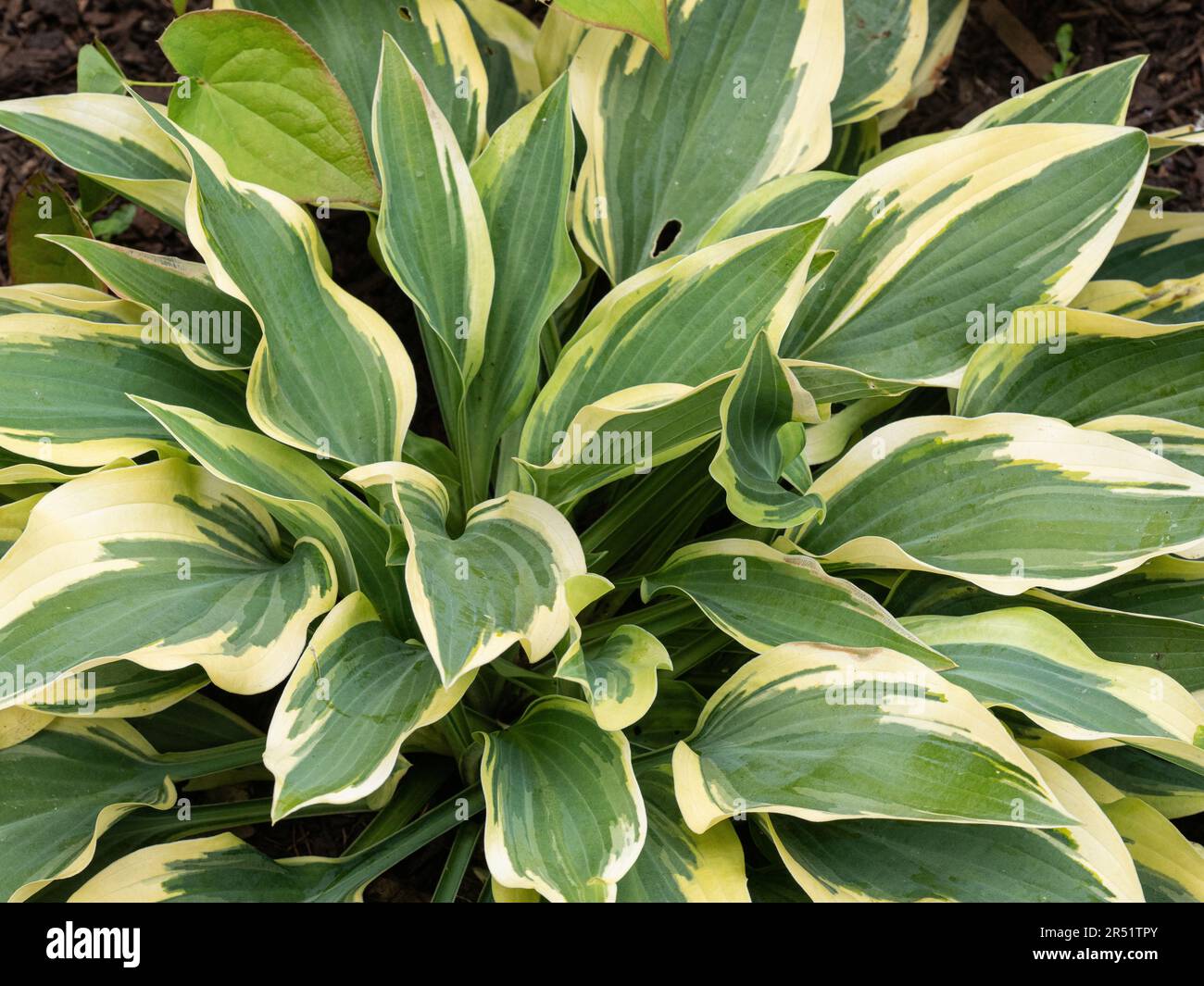 Streaky leaf edging hi-res stock photography and images - Alamy