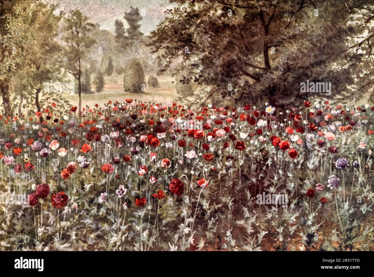 The Poppy Beds Painted by T. Mower Martin (Thomas Mower Martin) from ...