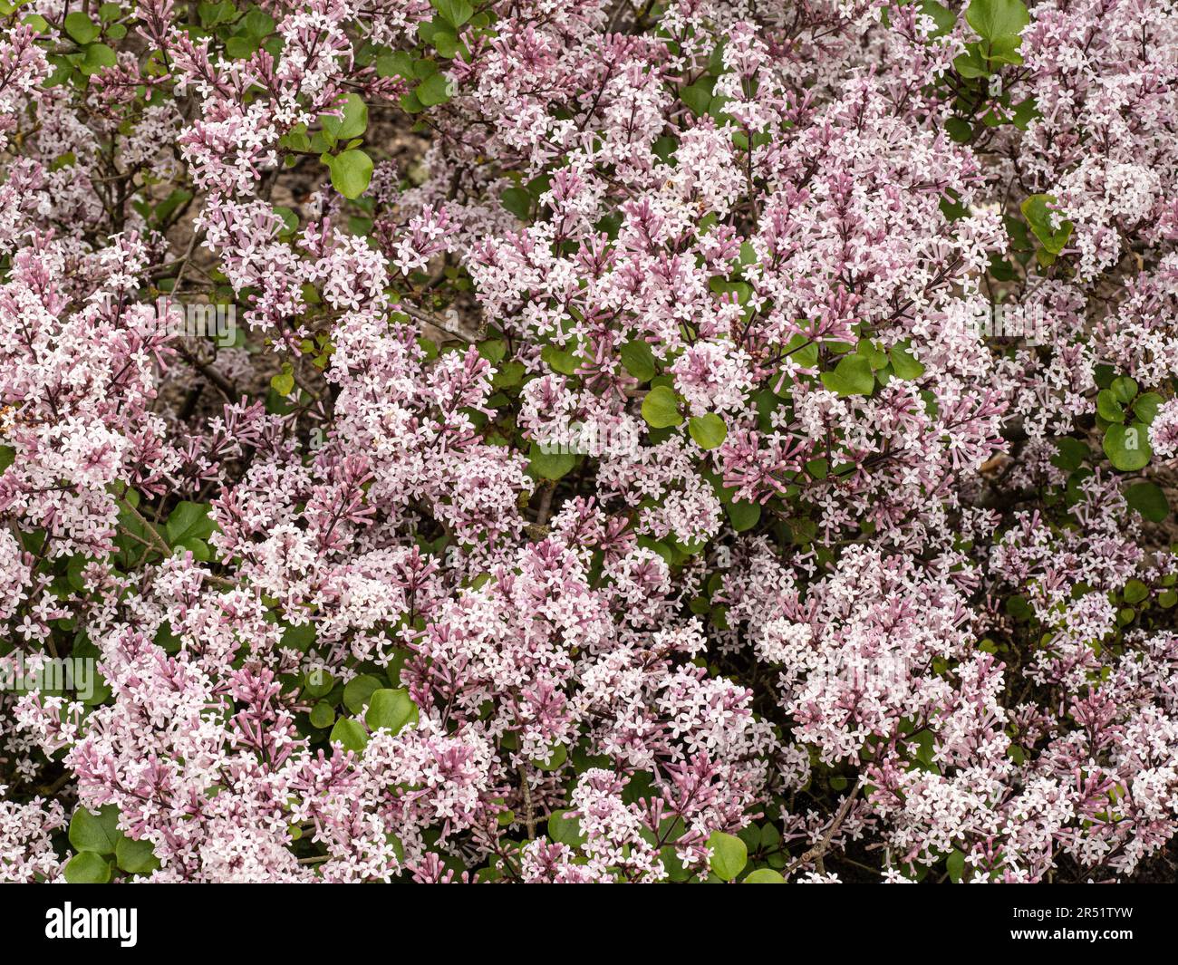 A group of the pale pink flowers of the dwarf lilac Syringa meyeri ...