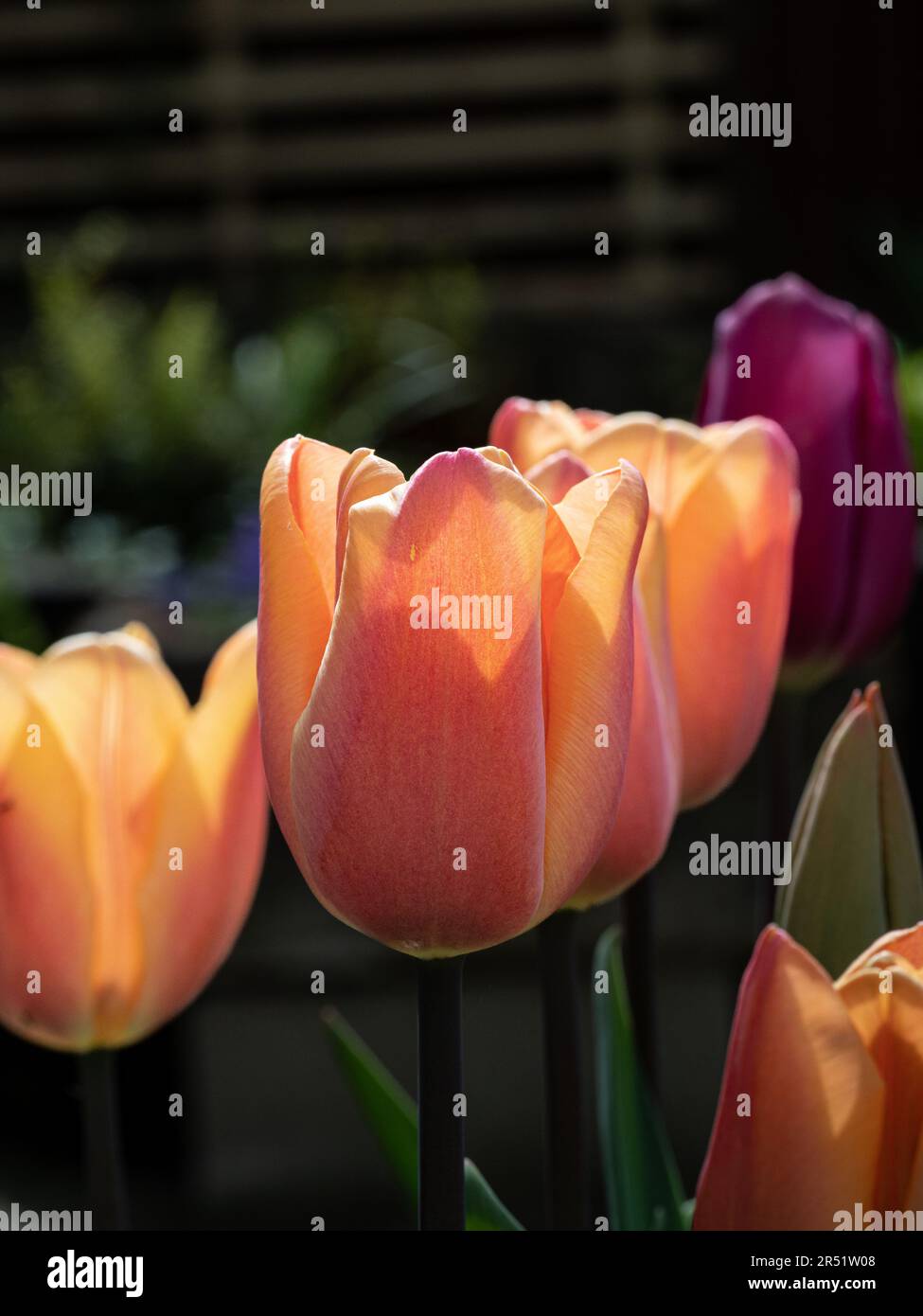 A close up of a small group of flowers of the early flowering tulip ...