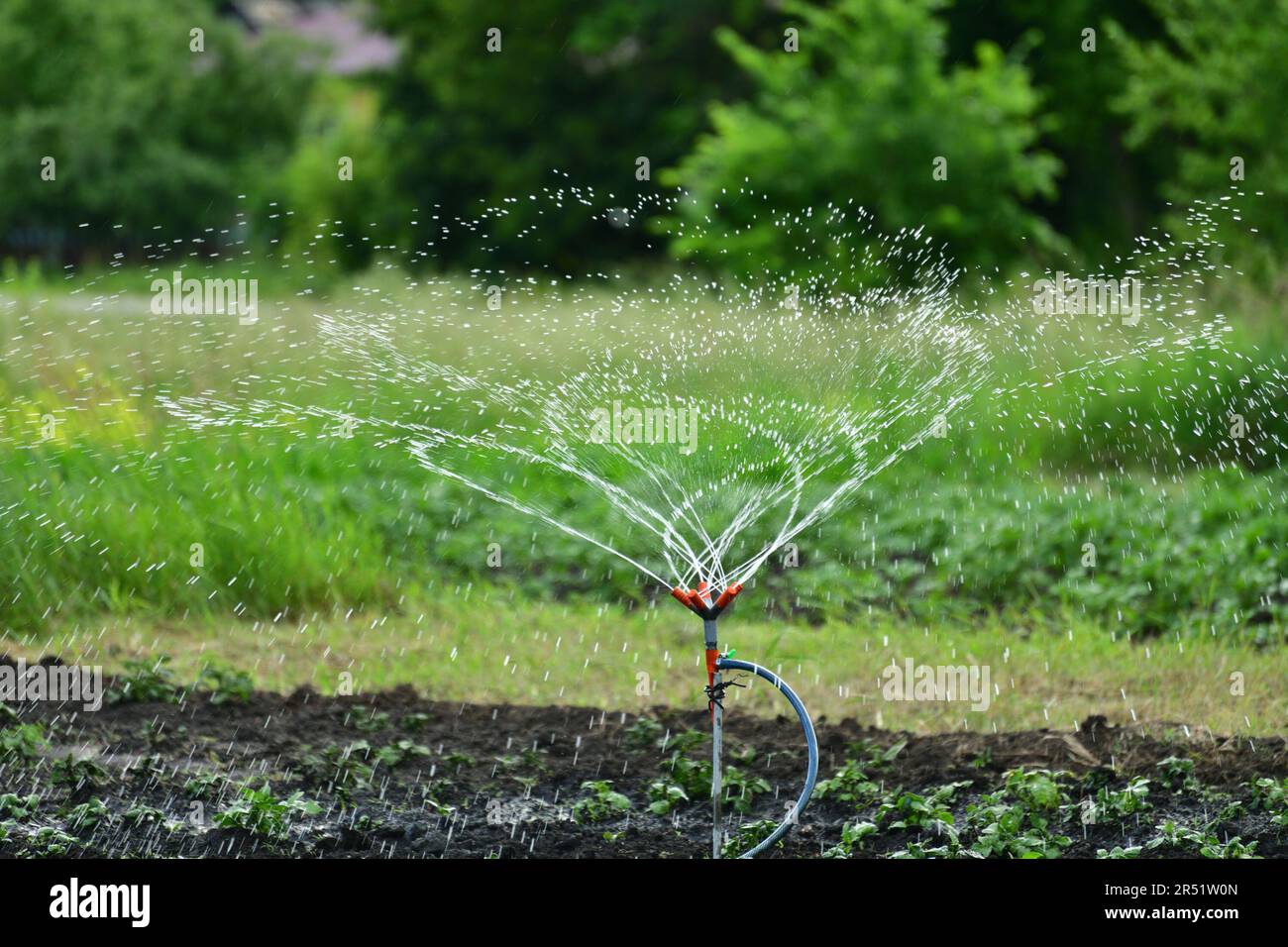 Circular sprinkler for watering the garden in the operation Stock Photo ...