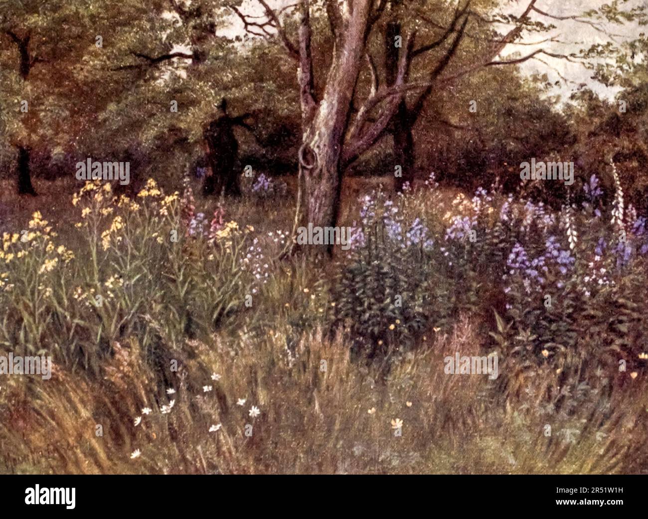 Wild Flowers in the Beech Woods Painted by T. Mower Martin (Thomas ...