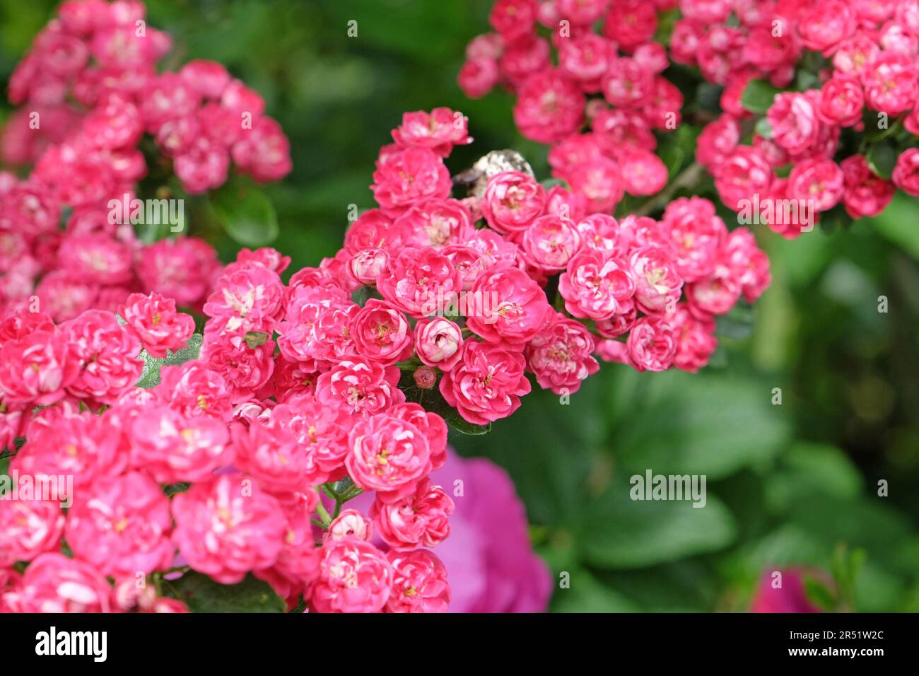 English Hawthorn 'PaulÕs Scarlet' in flower Stock Photo - Alamy
