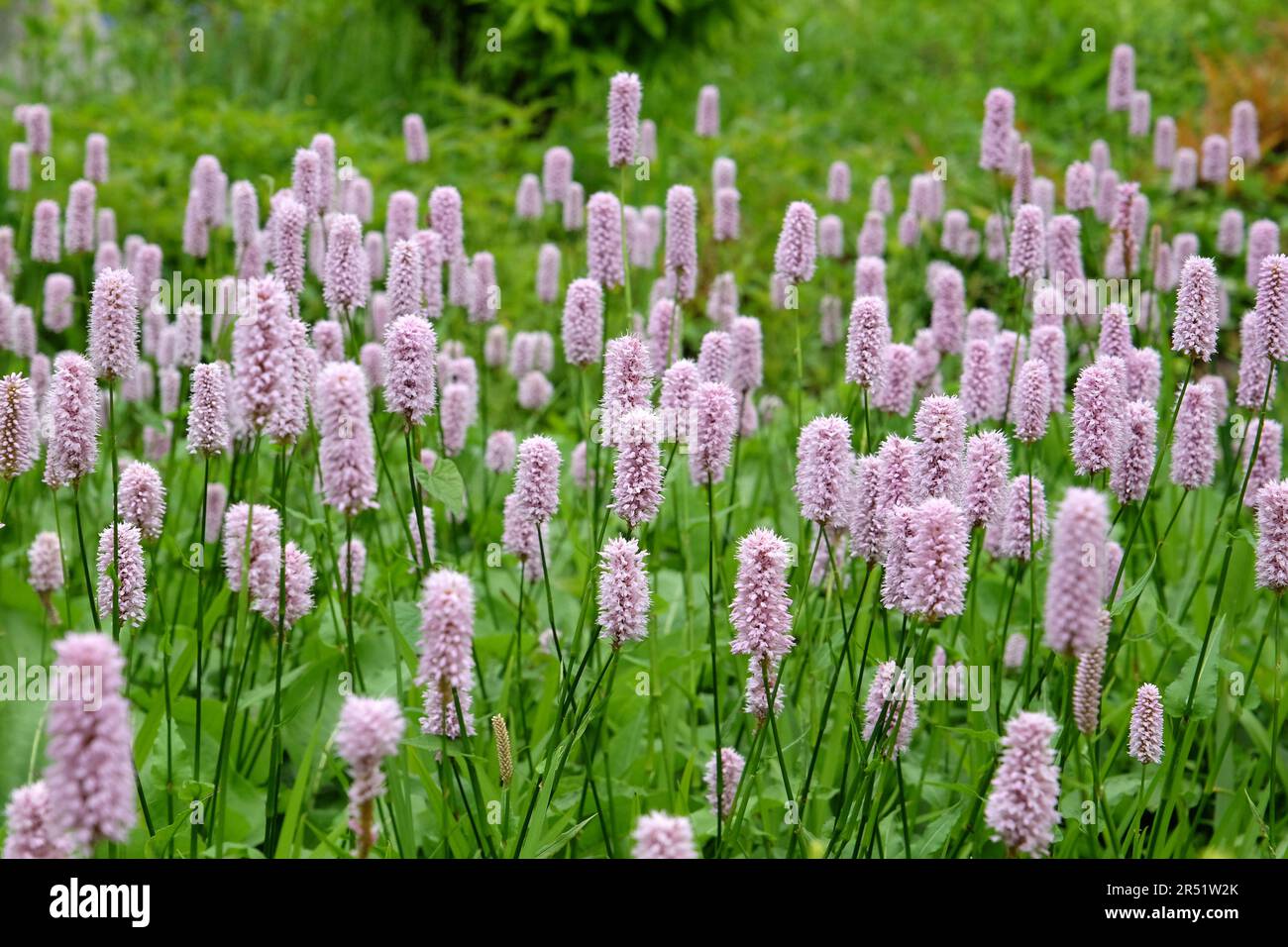 Pale pink Common Bistort in flower Stock Photo - Alamy