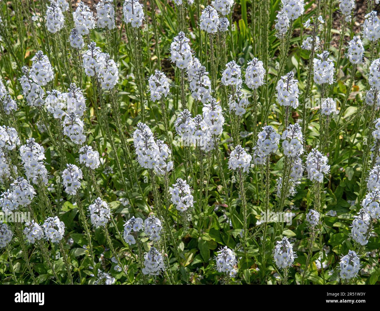 A patch of Veronica gentianoides covered in pale blue upright flower ...
