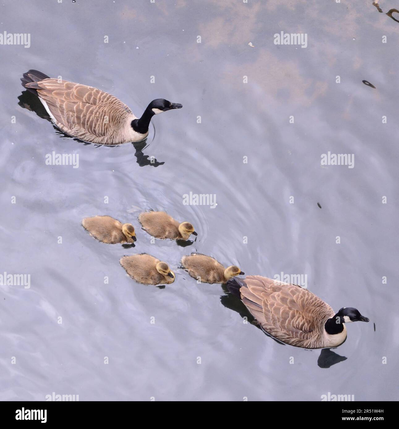 31st May, 2023. Canada goose (Branta canadensis) goslings with their ...