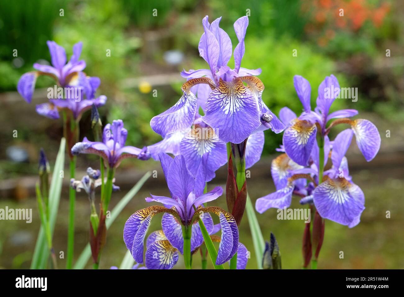 Iris 'Tropic Night' in flower Stock Photo - Alamy