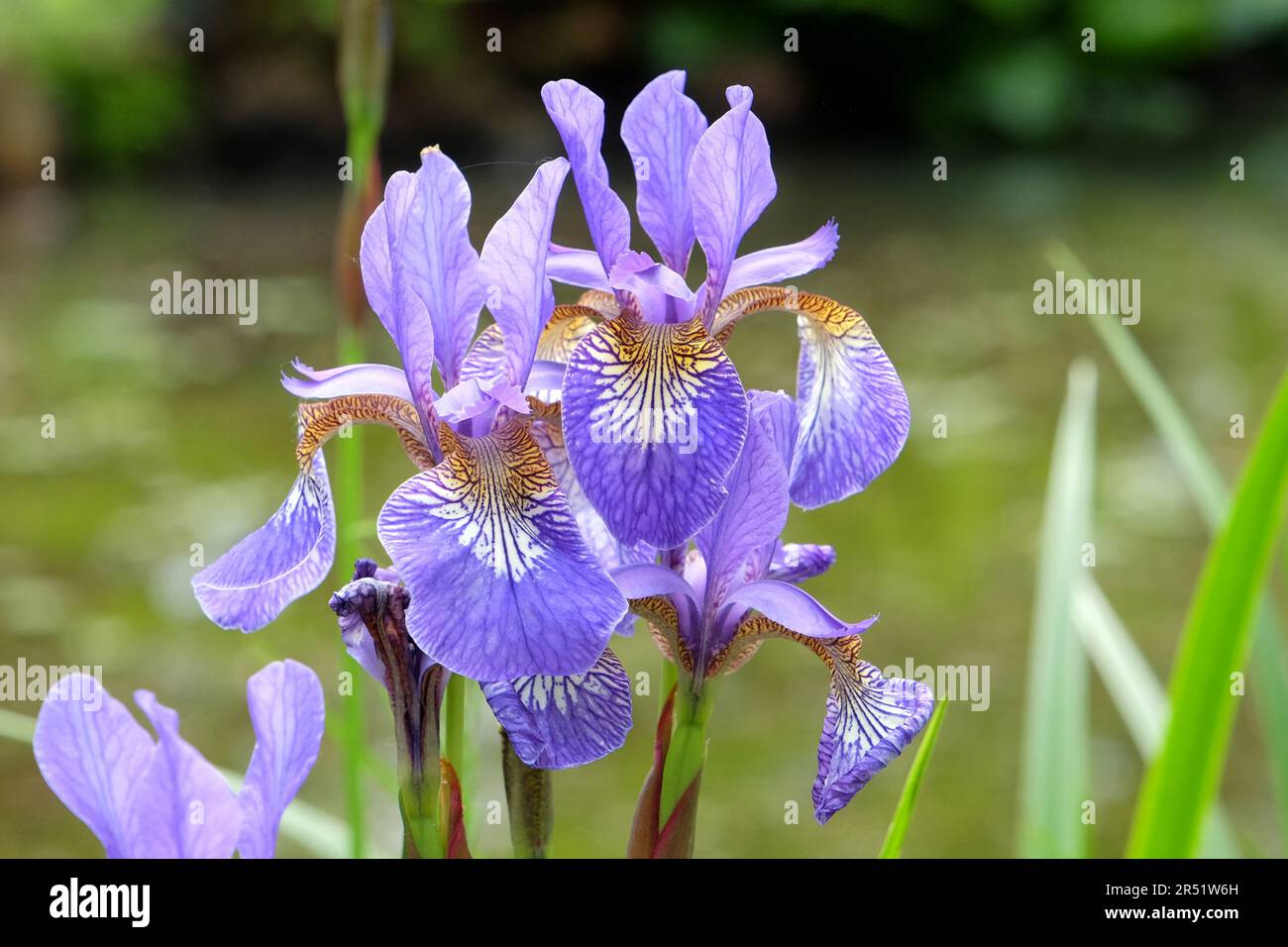Iris 'Tropic Night' in flower Stock Photo - Alamy