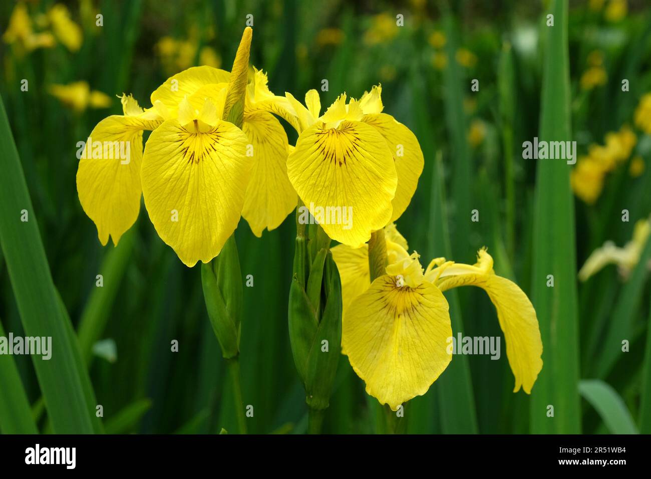 Yellow iris hi-res stock photography and images - Alamy