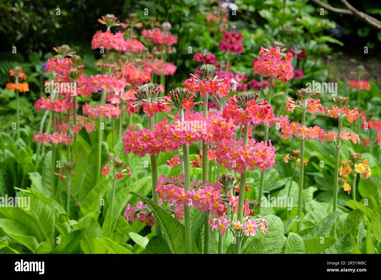 Primrose primula pink flowers hi-res stock photography and images - Alamy