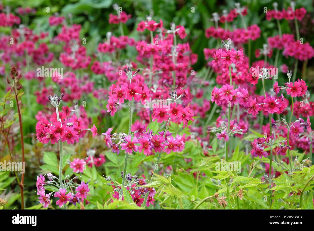 Pink Primula pulverulenta 'mealy primrose' in flower Stock Photo - Alamy