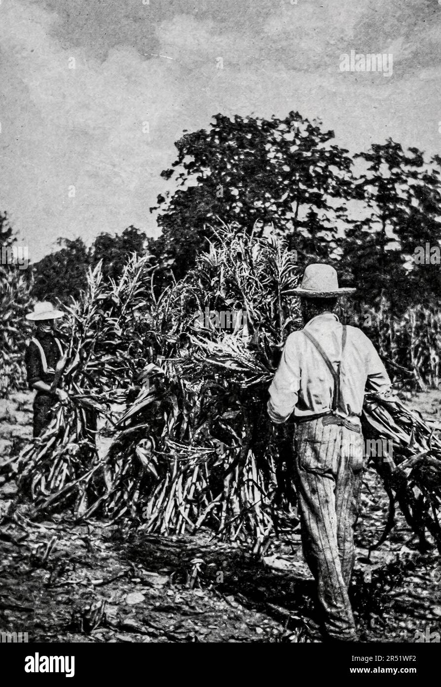 Stacking Corn The Pennsylvania Shore black and white photography by ...