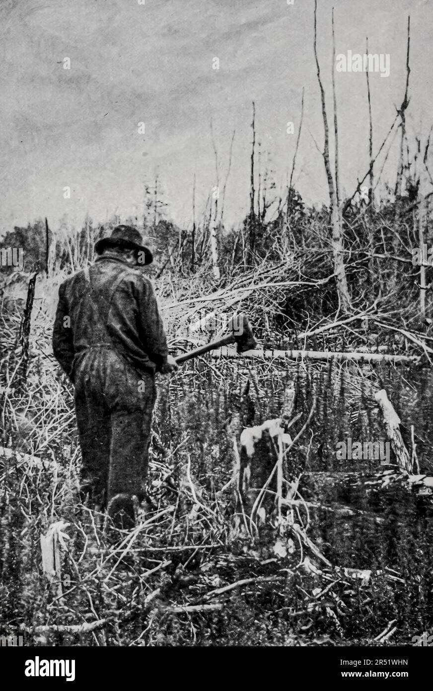 Clearing Up the Burnt Land, A Michigan Forest Fire, black and white ...