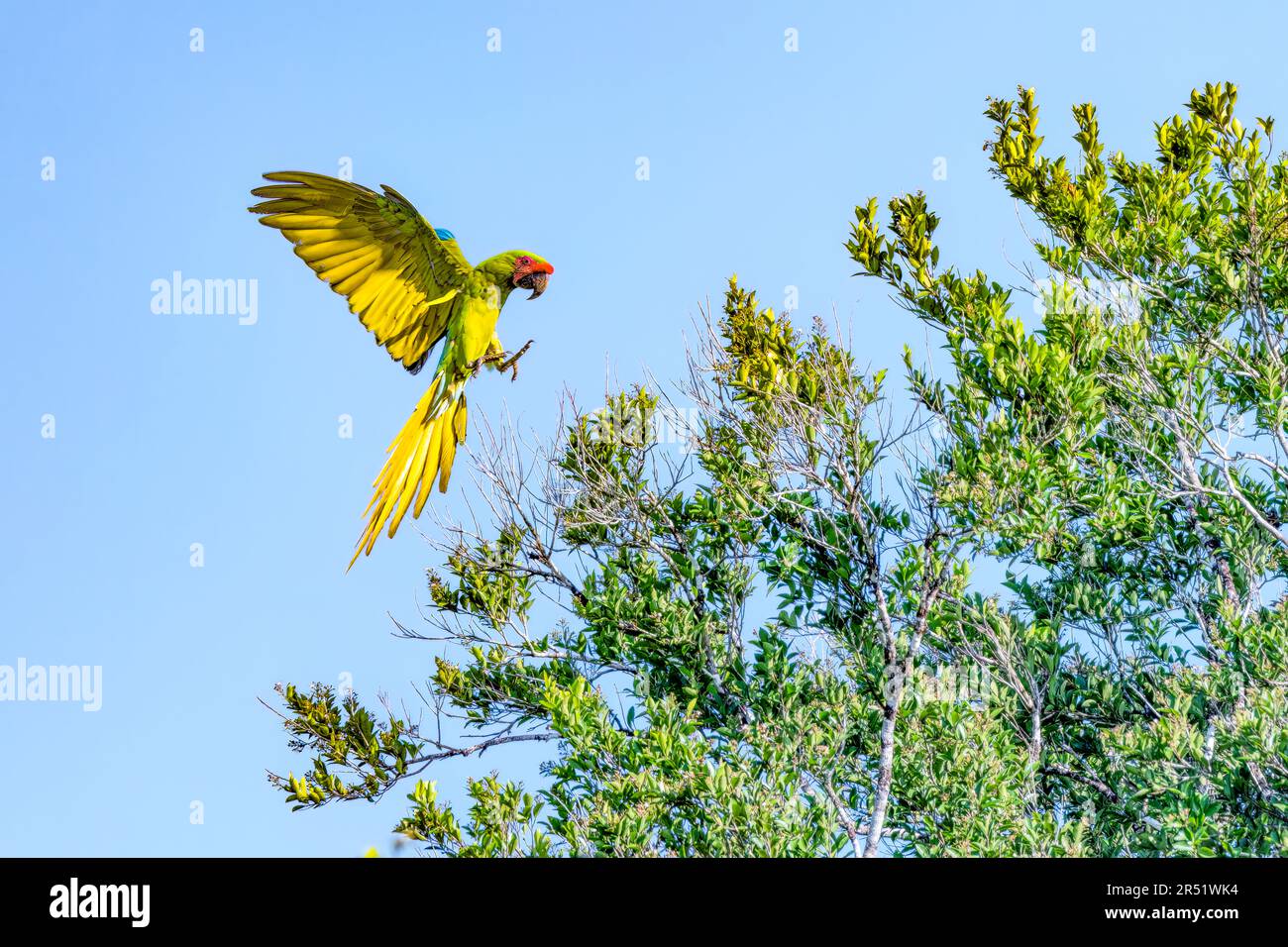 Gladiatorara hi-res stock photography and images - Alamy