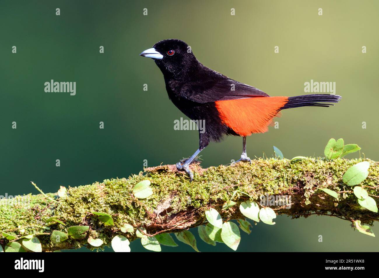 Scarlet-rumped tanager (Ramphocelus passerinii) from Laguna Lagarto ...