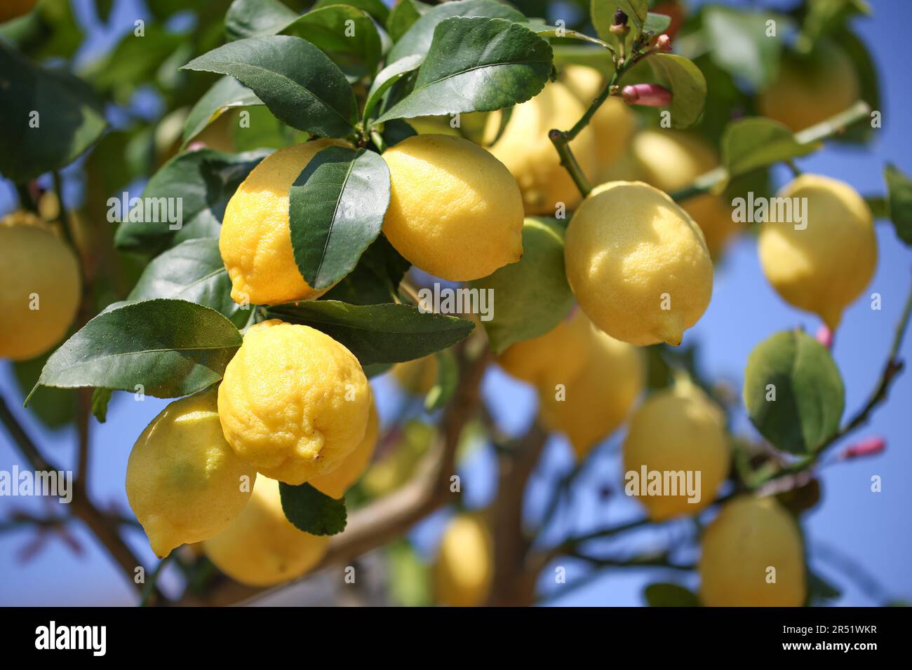 Lemon tree with lots of ripe fruits Stock Photo - Alamy