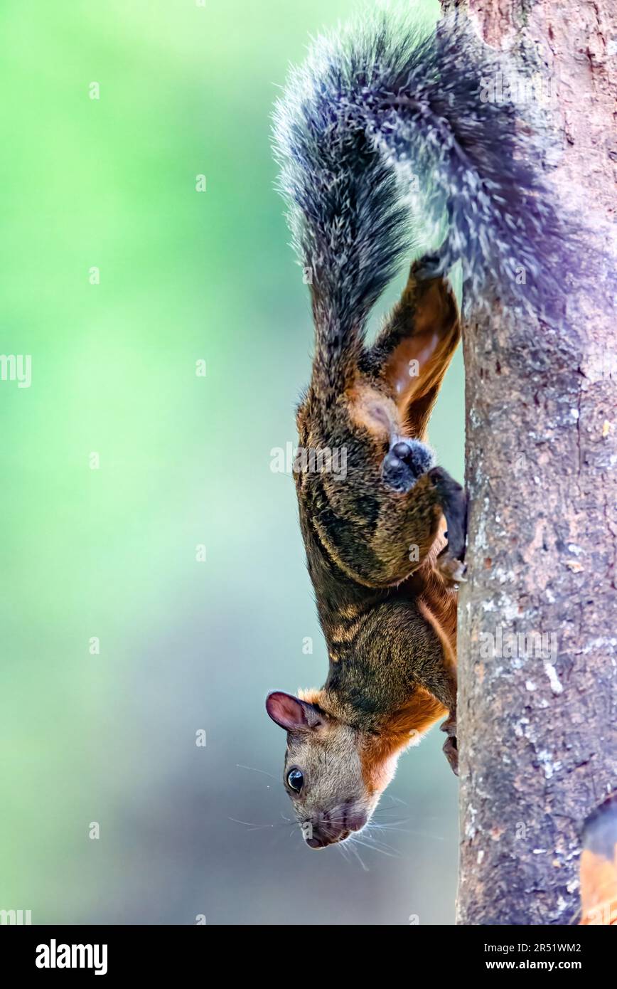 Variegated squirrel (Sciurus variegatoides) from Boca Tapada, Costa ...