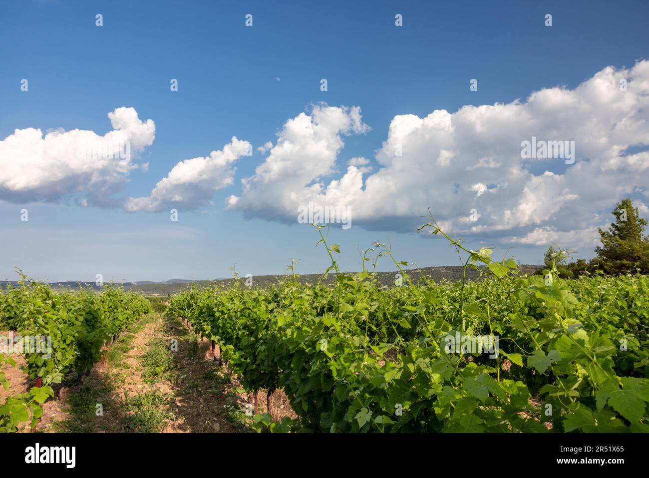 Vines, grapes and viticultural landscape of the South of France Stock ...