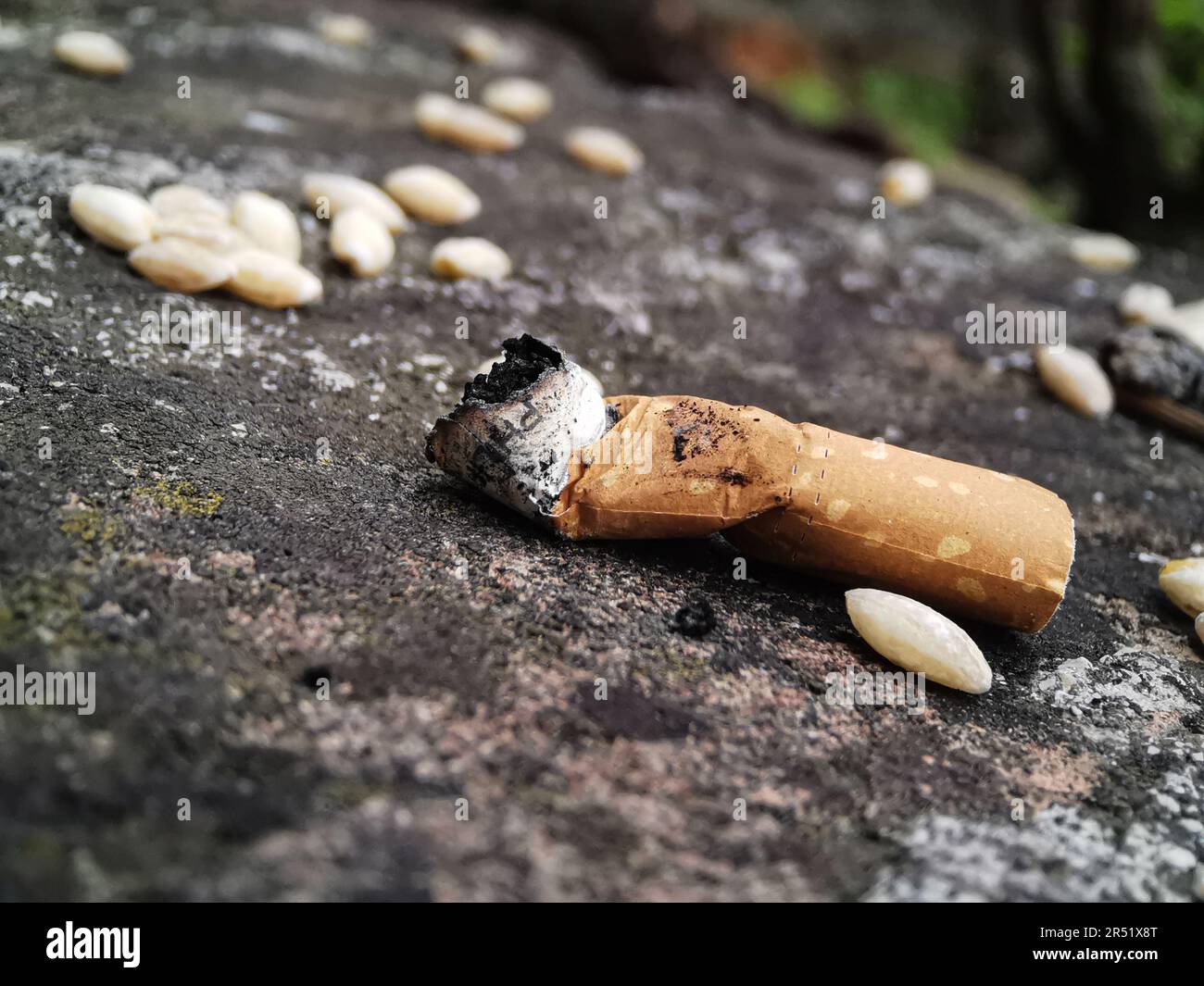 Cigarette butt.Environmental pollution. Cigarette butt resting on the ...