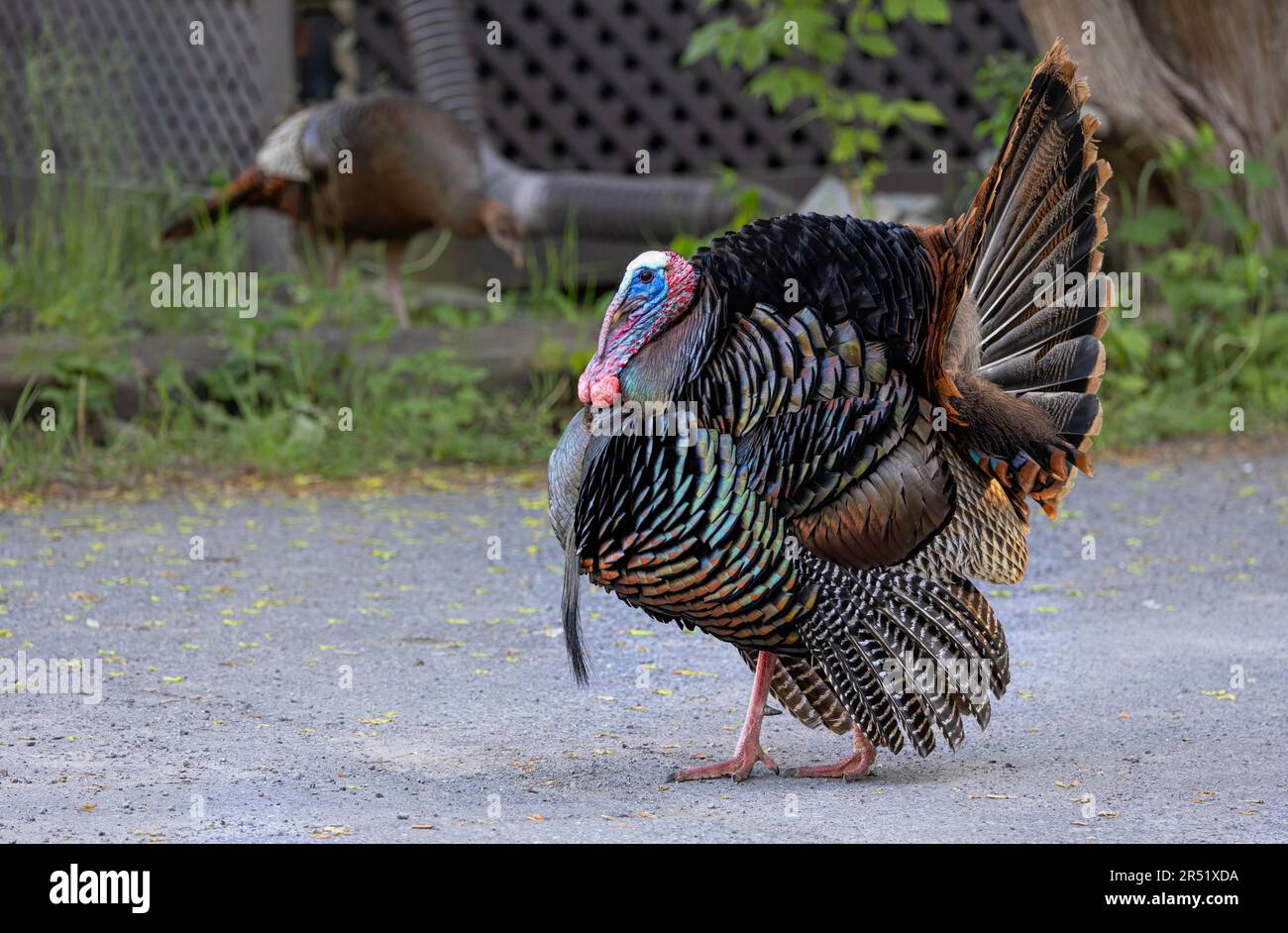 Urban wild turkey strutting down a driveway showing off it’s beautiful ...