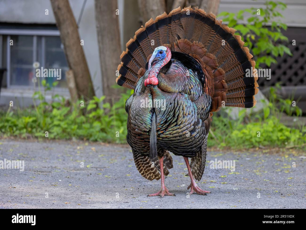 Urban wild turkey strutting down a driveway showing off it’s beautiful ...