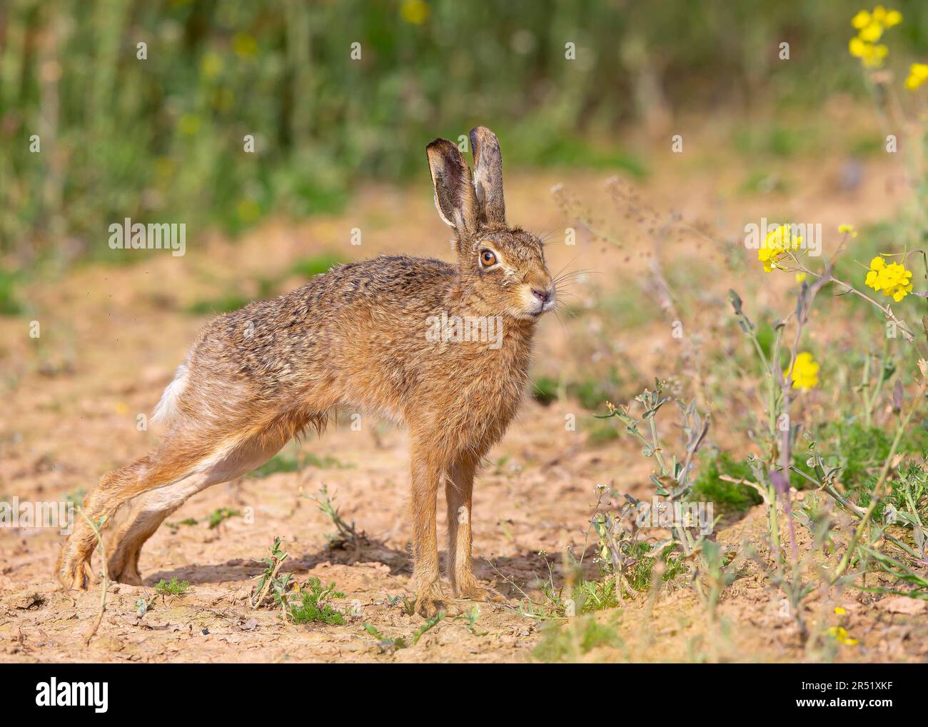Hare isolated lepus hi-res stock photography and images - Alamy